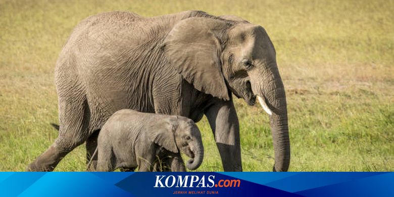 Selain Cerdas, Gajah Punya Ingatan yang Sangat Kuat