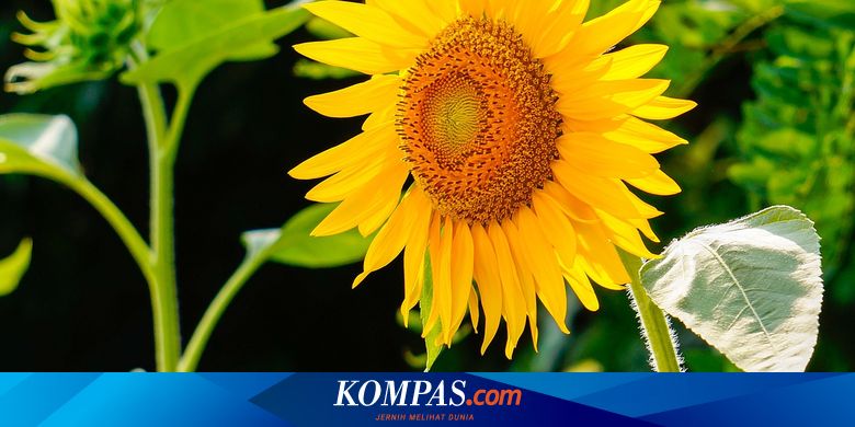 Hama dan Penyakit yang Sering Menyerang Bunga Matahari