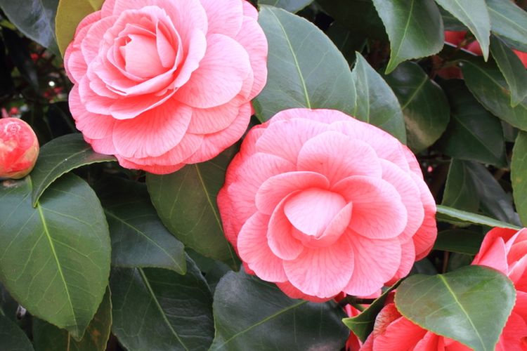 5 Fakta Menarik Bunga Camelia, Bisa Mekar Dalam 3 Musim