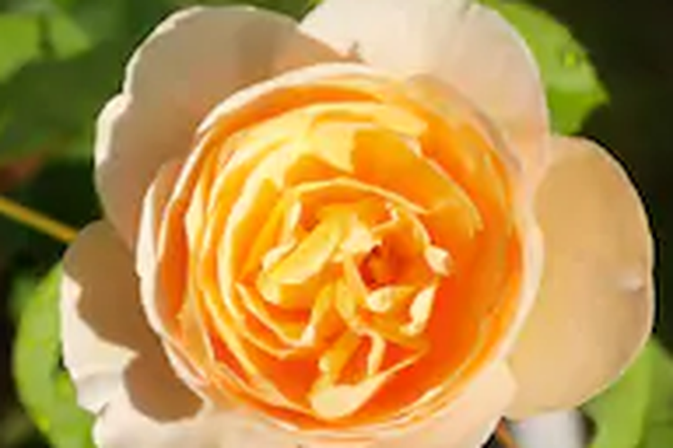 5 Bunga Termahal di Dunia, Salah Satunya Mencapai Rp 57 Miliar