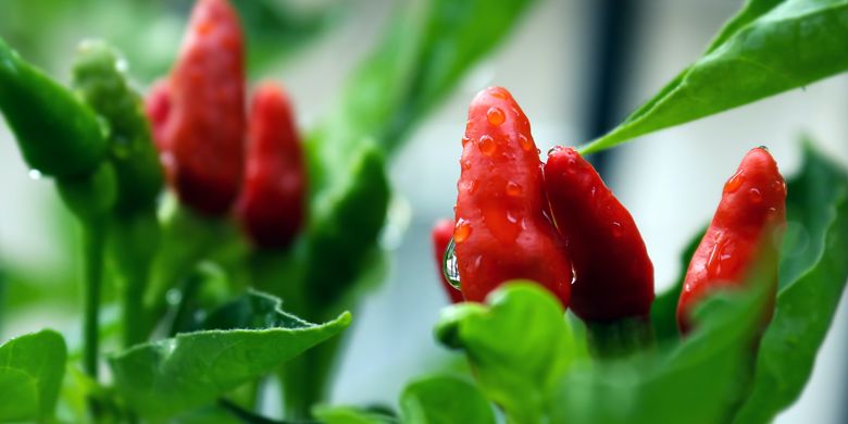 Cara Menanam Cabe di Rumah Menggunakan Kemasan Minyak Goreng