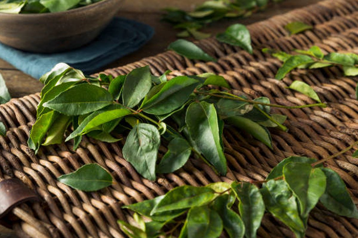 Cara Mengolah Daun Kari untuk Menurunkan Kolesterol Tinggi