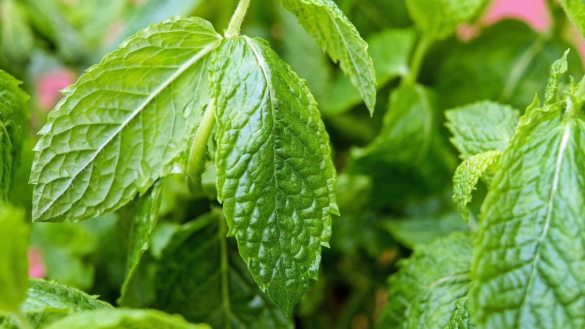 Mengenal 5 Fungsi Daun