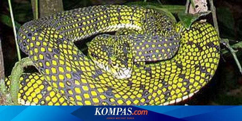 Spesies Ular Langka Ditemukan di Sumatera