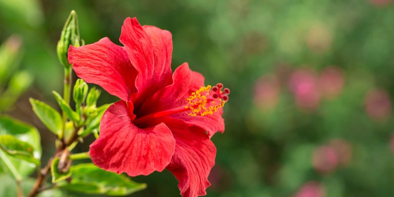 Morfologi Bunga Sepatu: Ciri, Struktur, Bagian, dan Manfaatnya