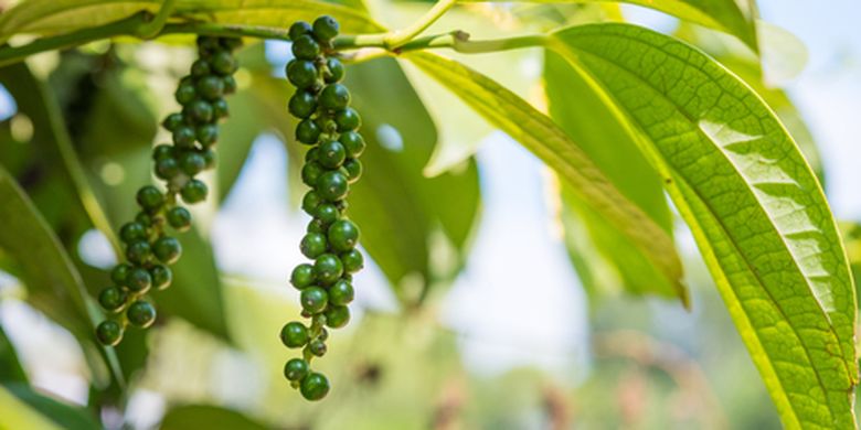 5 Tahapan Budidaya Lada agar Panennya Melimpah