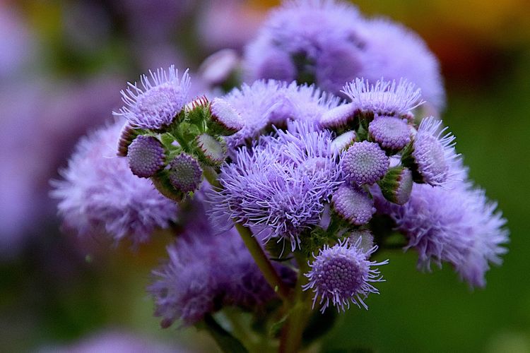 Foto : 7 Bunga Pengusir Nyamuk, Bisa Ditanam di Taman dan Ruangan