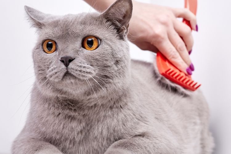 7 Fakta Menarik Kucing British Shorthair, Ras Kuno dan Hampir Punah