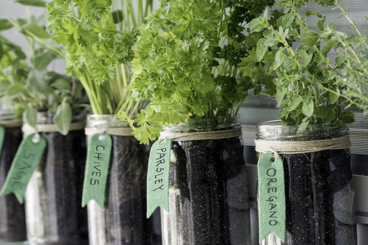 6 Cara Menanam Tanaman Herbal di Dalam Ruangan