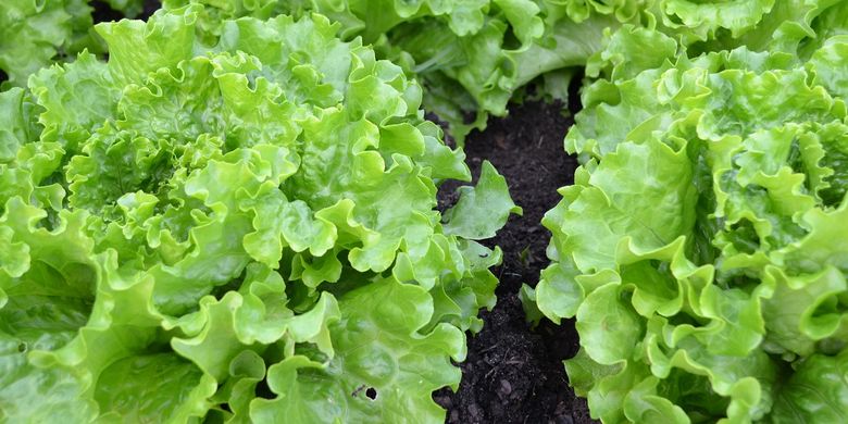 9 Tanaman Sayuran Daun Ini Cocok Ditanam di Pot