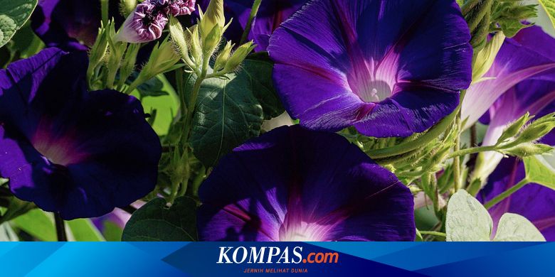 Tak Hanya Cantik, 9 Bunga Ini Bisa Berubah Warna