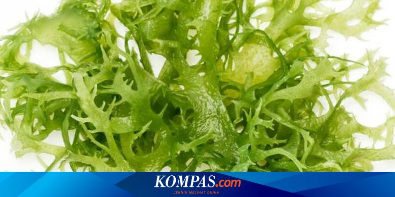 9 Manfaat Rumput Laut, Dukung Kecerdasan hingga Cegah Kanker