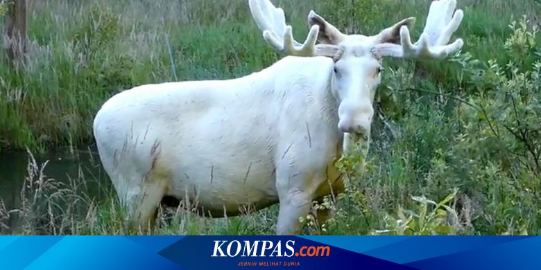 Mungkinkah Penyakit "Rusa Zombie" Dapat Menular ke Manusia?