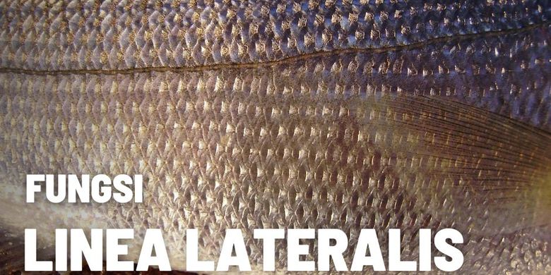 Fungsi Linea Lateralis Pada Ikan