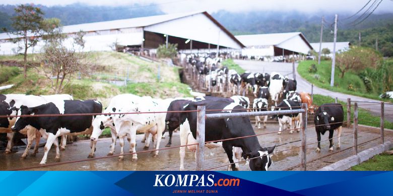 Sapi yang Bahagia Hasilkan Susu Lebih Berkualitas