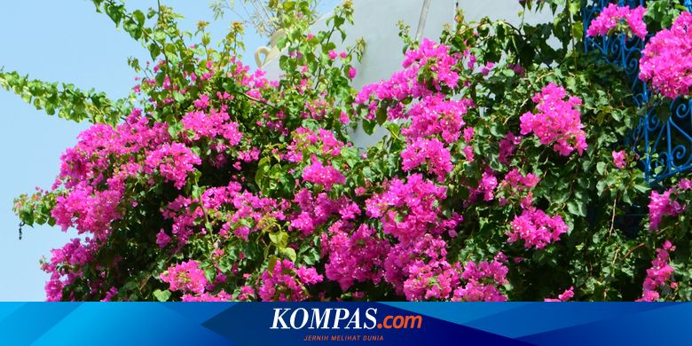 3 Penyebab Tanaman Bugenvil Tidak Berbunga dan Cara Mengatasinya