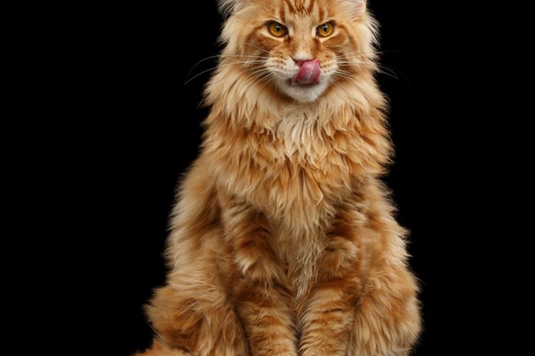 9 Ras Kucing yang Kalem, Himalaya hingga Maine Coon