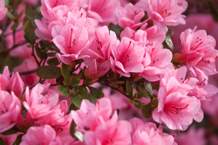 6 Bunga yang Warnanya Pink, Cocok Menjadi Tanaman Hias di Rumah