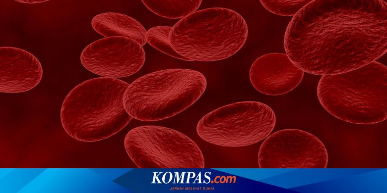 Kenali Apa Itu Sel Darah Merah dan Fungsinya