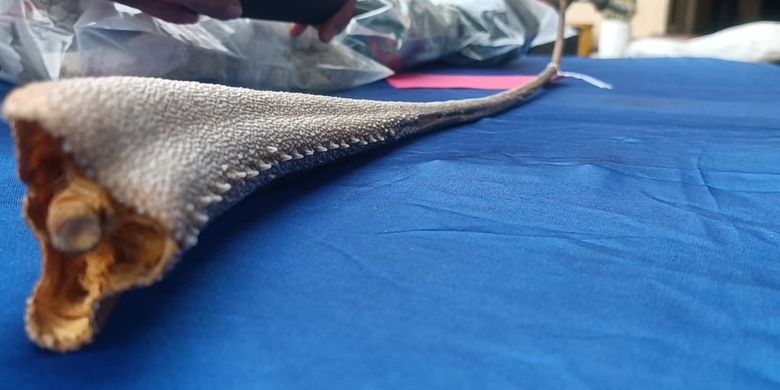 Berita Terkini Harian Juru Parkir Dicambuk Pakai Ekor Pari Terbaru Hari ...