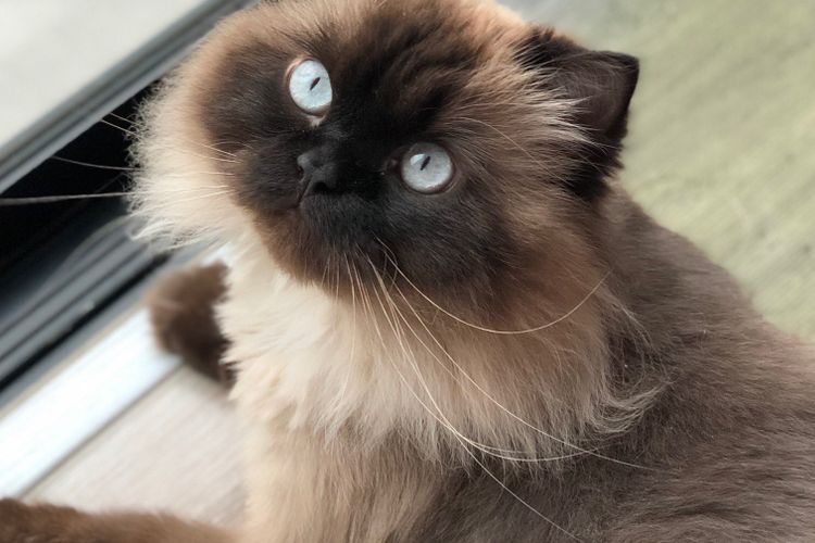 Mengenal Kucing Himalaya, dari Sejarah, Karakter, hingga Perawatan