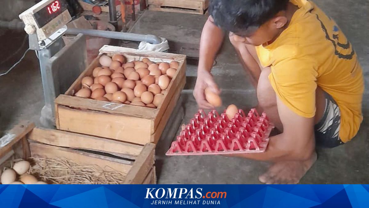 Pejabat Kemenko Infra: Masak sih Ayam Enggak Bisa Hidup di Flores?