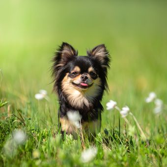 10 Ras Anjing yang Tidak Tahan dengan Cuaca Dingin