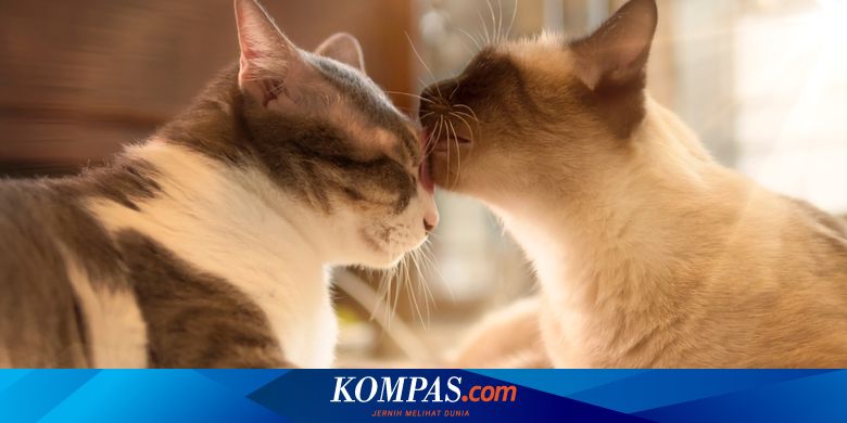 Jangan Asal, Ini Cara Mengawinkan Kucing untuk Pertama Kali