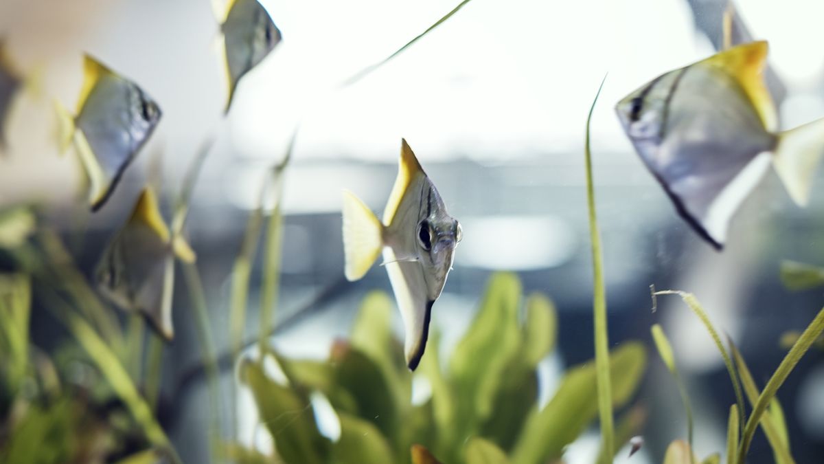 Cara Merawat Ikan di Akuarium Tanpa Repot untuk Pemula - Kompas.com