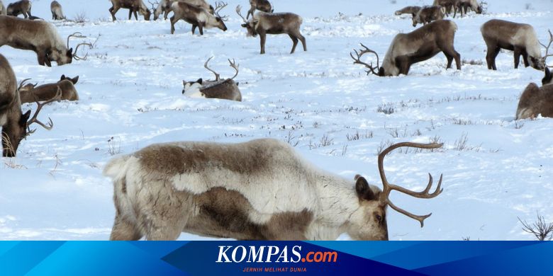 Susunan Gen Ungkap Garis Evolusi Rusa Kutub Sinterklas