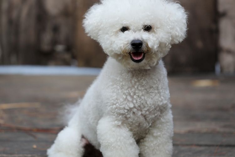 8 Fakta Menarik Anjing Bichon Frise, Si Kecil yang Disukai Bangsawan