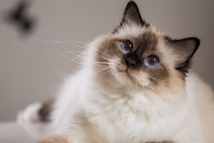 5 Rekomendasi Ras Kucing yang Ramah Anak, Apa Saja?