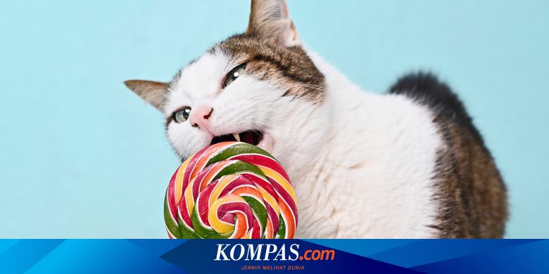 Kucing Termasuk Hewan yang Tidak Bisa Merasakan Rasa Manis, Mengapa ...