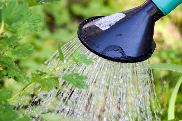 Jangan Asal, Ini Waktu Terbaik Menyiram Tanaman agar Tumbuh Subur