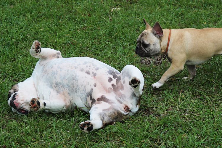 4 Hal yang Membuat Anjing Senang Berguling-guling di Rumput