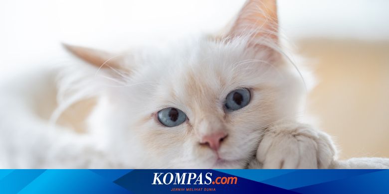 Kucing Mengedipkan Mata Perlahan, Apa Maksudnya?