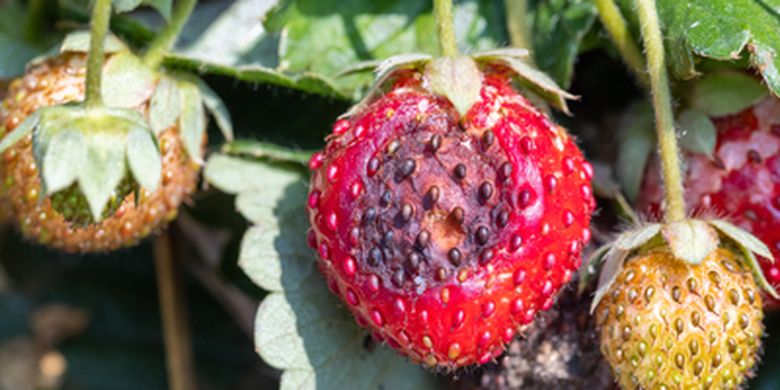 Berita Terkini Harian Busuk Buah Strawberry Terbaru Hari Ini - Kompas.com