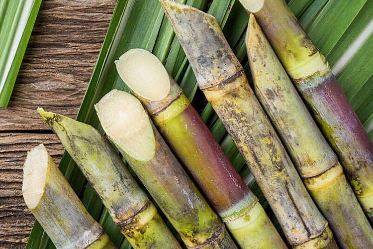 Cara Perawatan Tanaman Tebu agar Tumbuhnya Maksimal