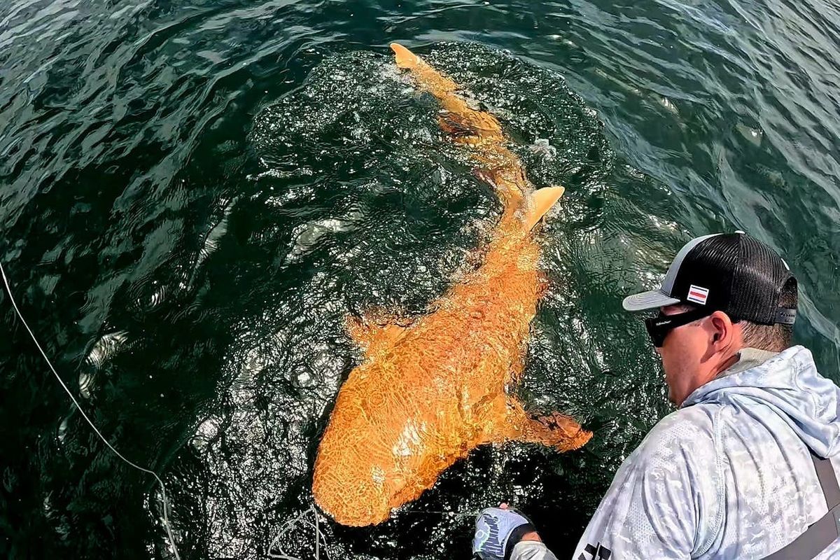 Tak Biasa, Hiu Oranye Langka Muncul di Kosta Rika