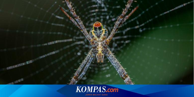Bagaimana Cara Laba-laba Menghasilkan Jaring dari Tubuhnya?