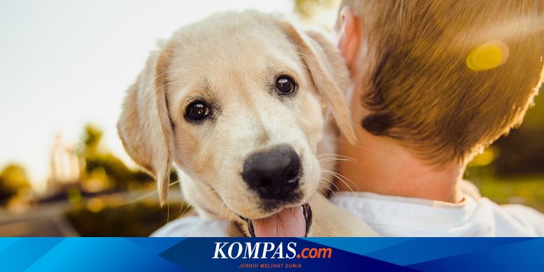 10 Tanda Anjing Mencintai Pemiliknya, Apa Saja?