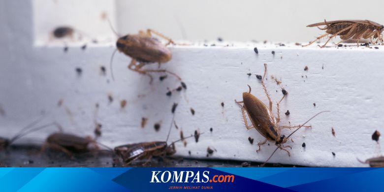7 Tanaman Pengusir Kecoak di Rumah, Lavender hingga Bunga Krisan
