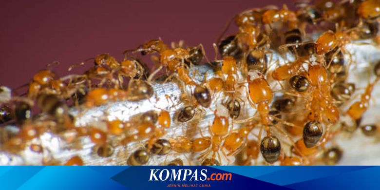 Bagaimana Cara Semut Membangun Sarangnya?