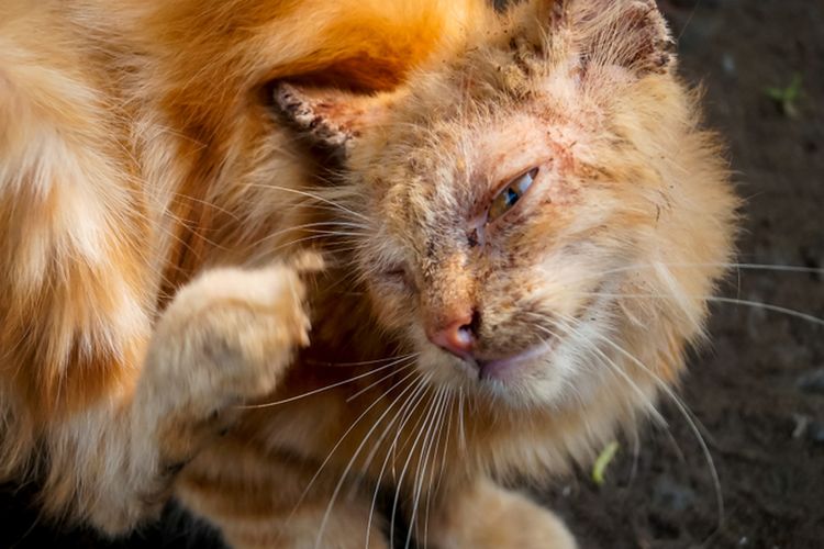 Cara Mengobati Scabies pada Kucing Menurut Dokter Hewan