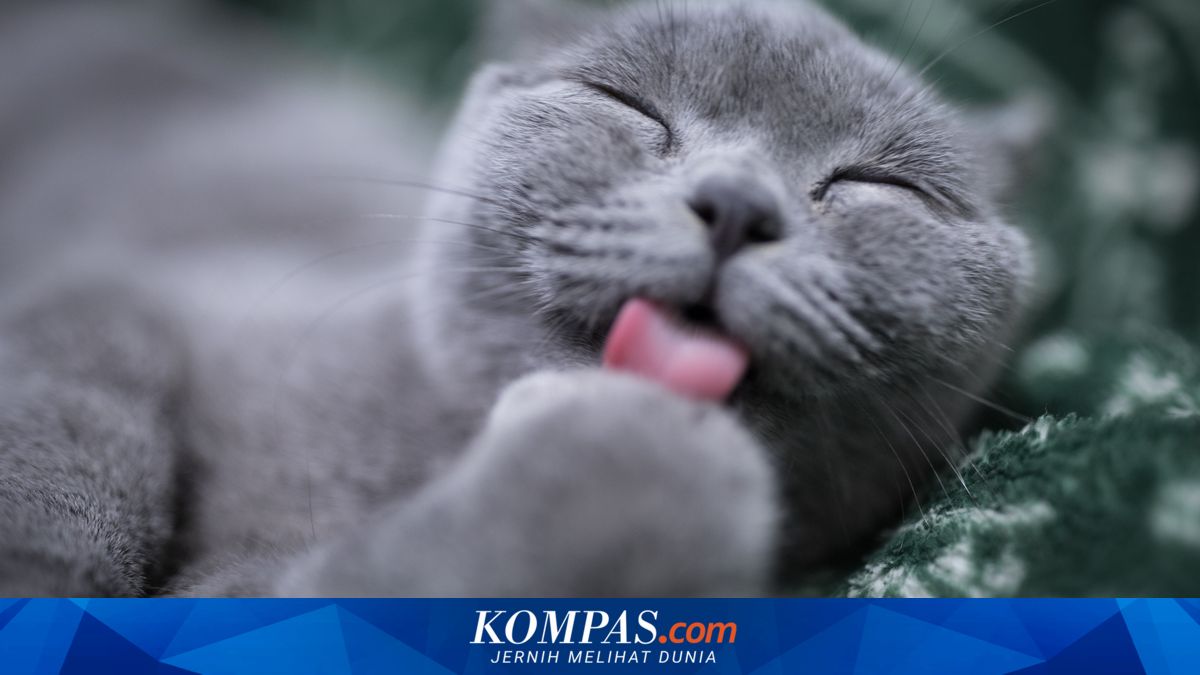 Benarkah Bulu Kucing Bisa Bikin Mandul? Ini Penjelasan Dokter
