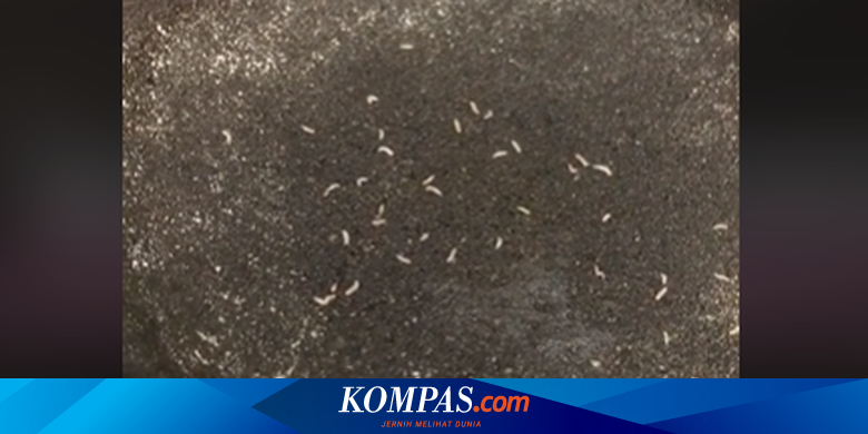 Ramai soal Cobek Batu Dipanaskan Keluar Belatung, Apa Penyebabnya?