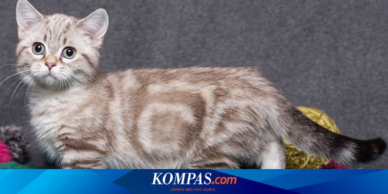 Berita Harian Kucing-ras-munchkin Terbaru Hari Ini - Kompas.com