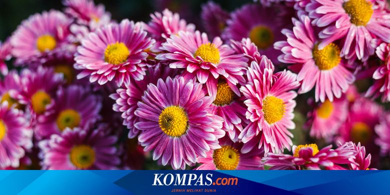 7 Bunga yang Dipercaya Bisa Bawa Keberuntungan di Rumah