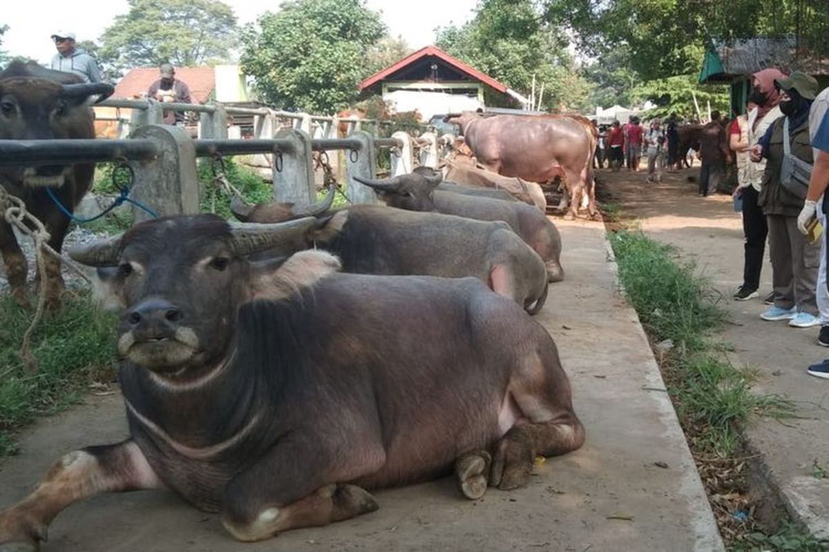 Kenapa Disebut "Kumpul Kebo", Apa Artinya dan Bagaimana Asal-usulnya?