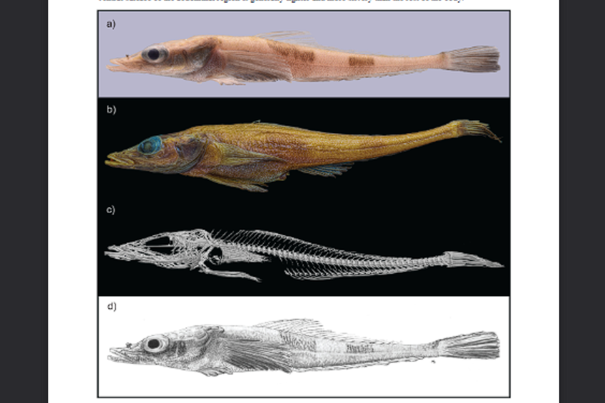 Ilmuwan Temukan Spesies Baru Dragonfish yang Terisolasi 780.000 Tahun ...